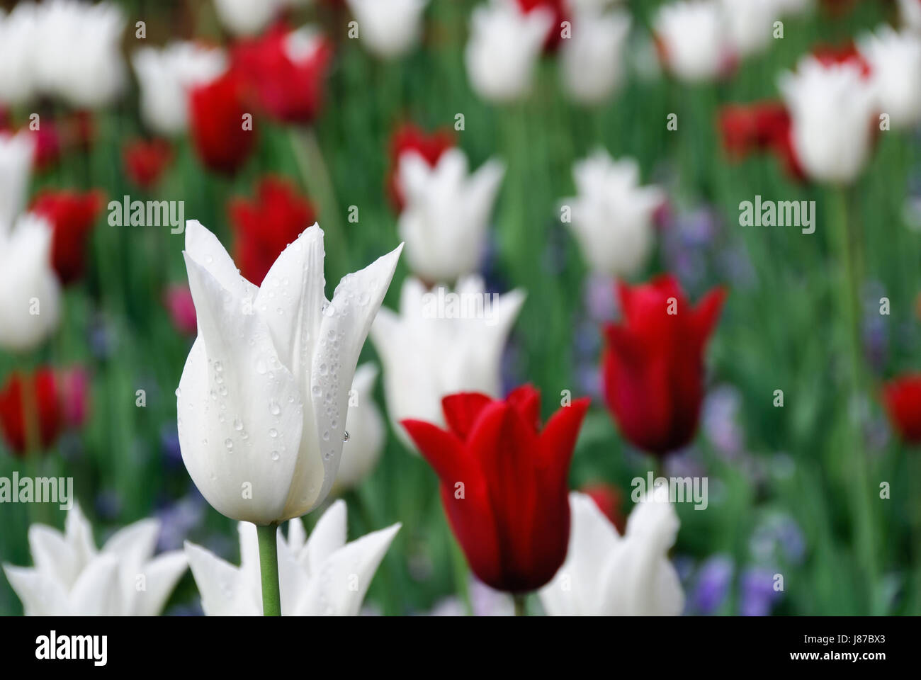 flower, plant, tulips, spring, white, nature, drop, drip, drops ...