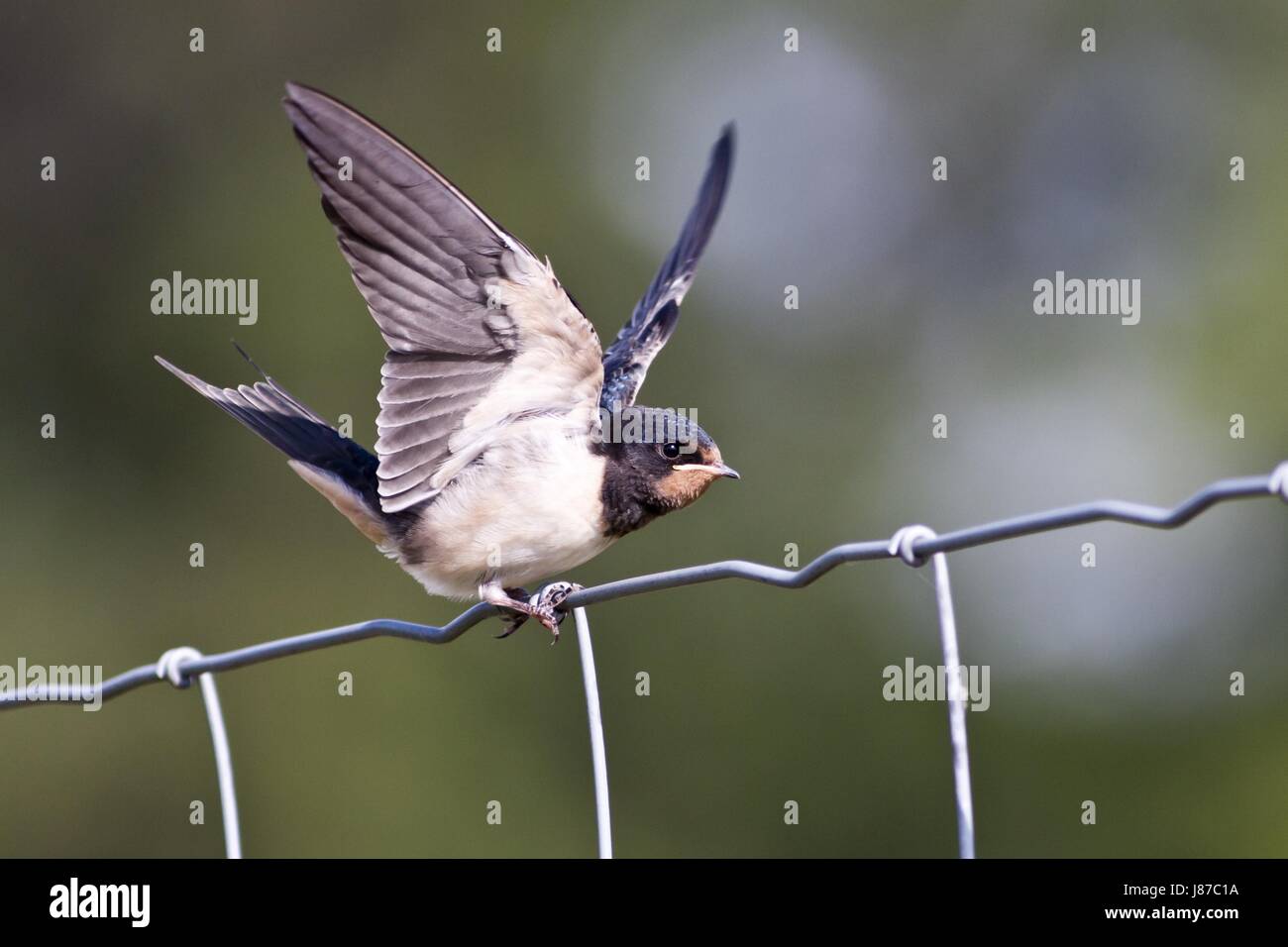 bird, birds, sail, swallow, acrobat, chimney-swallow, fly, flies, flys ...