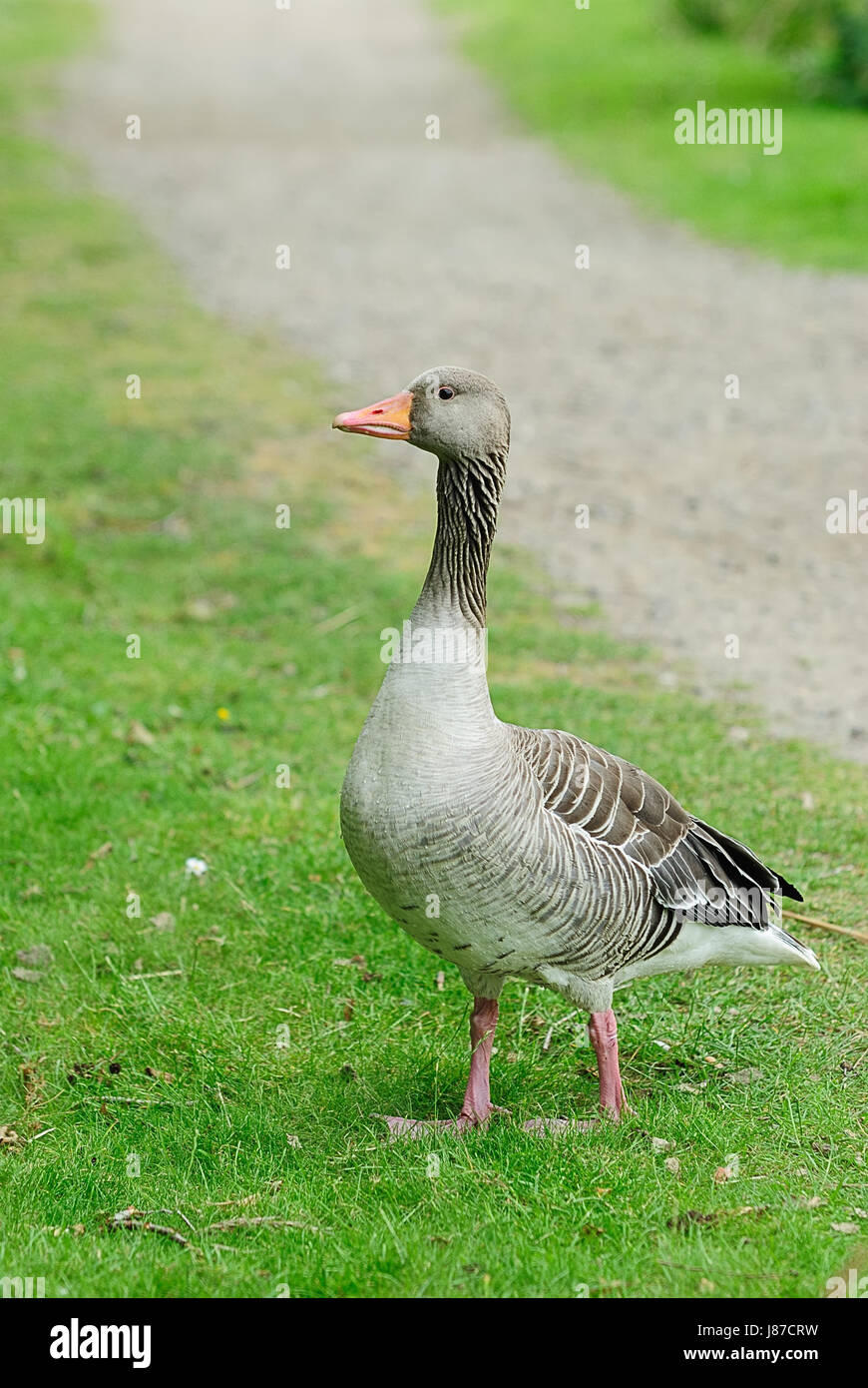Feldgnse hi-res stock photography and images - Alamy