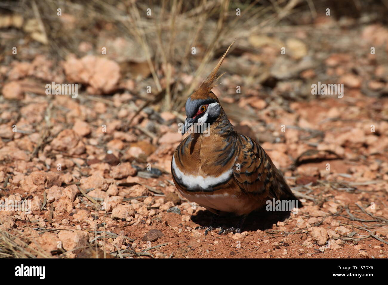 rotschopftaube, geophaps, plumifera, spinifextaube, schopfwachteltaube ...