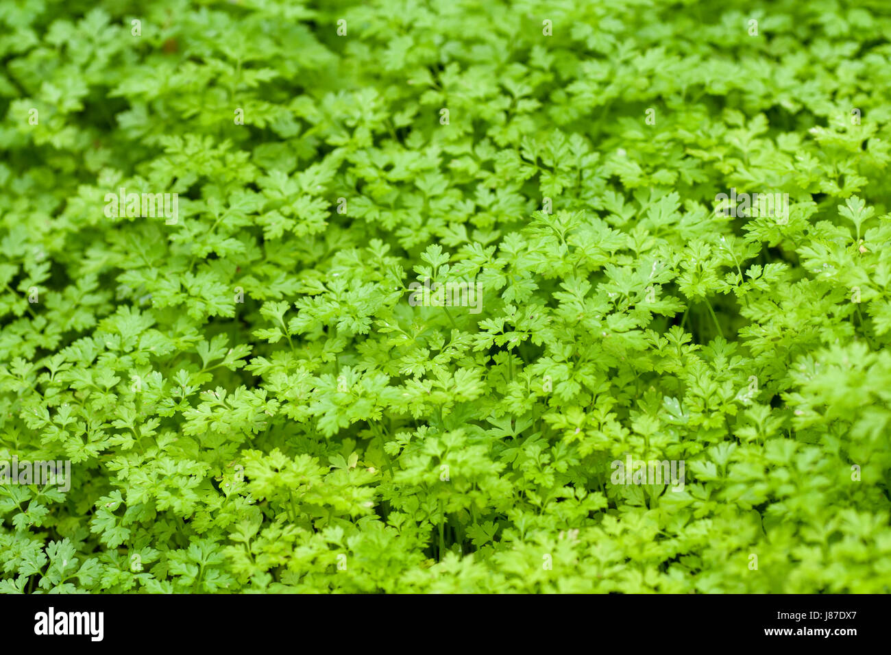 green, chervil, herbs, culinary herbs, pot herb, gartenkerbel ...