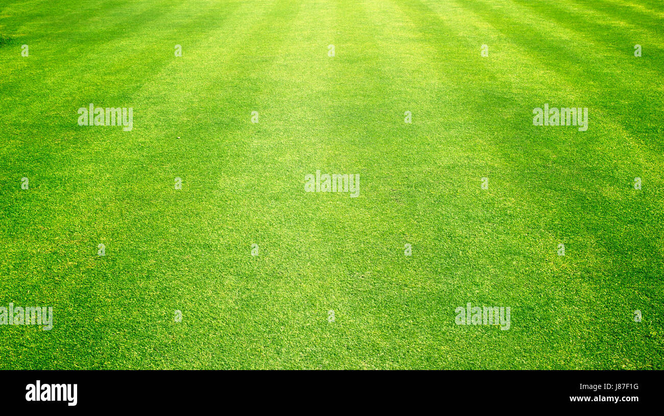 grass background Golf Courses green lawn pattern textured background ...