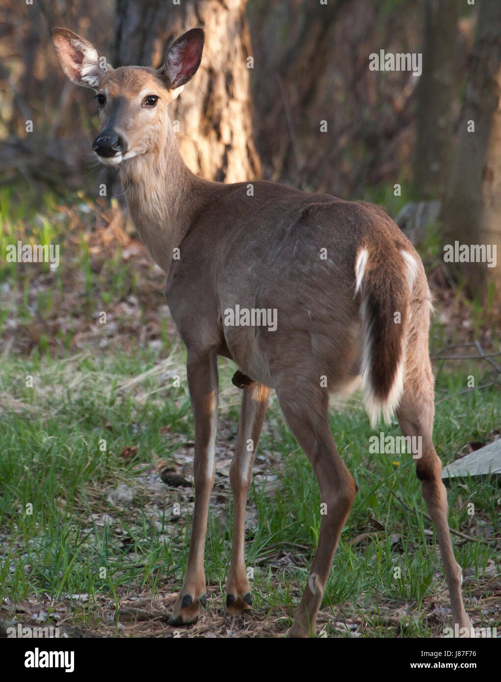 Whitetail Deer Side View Stock Photos & Whitetail Deer Side View Stock ...