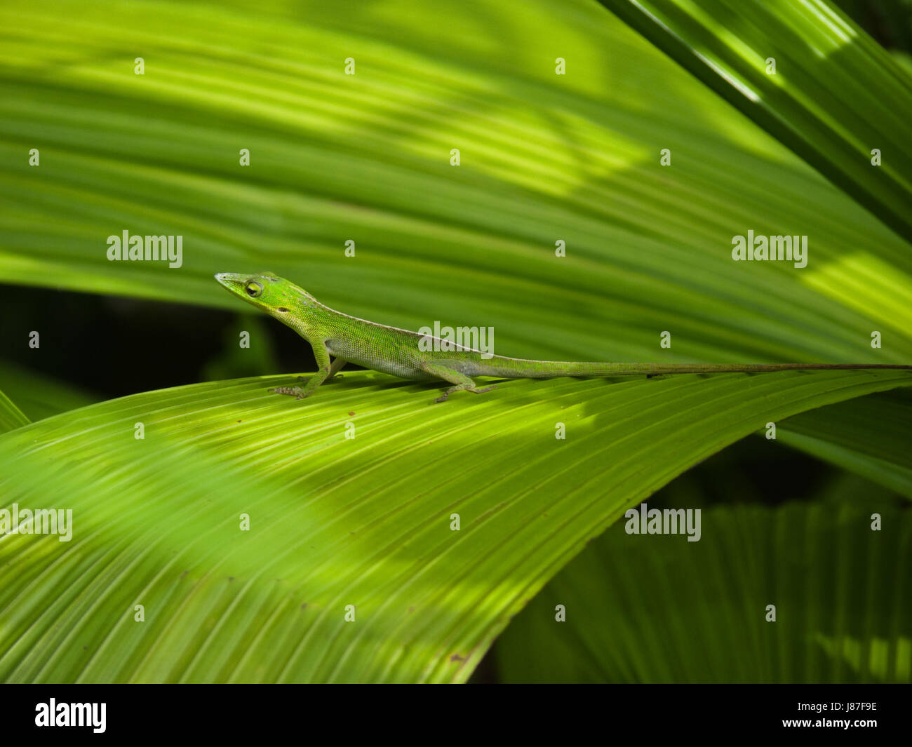 lizard, gecko, cuba, green, lizard, central america, iguana, gecko ...