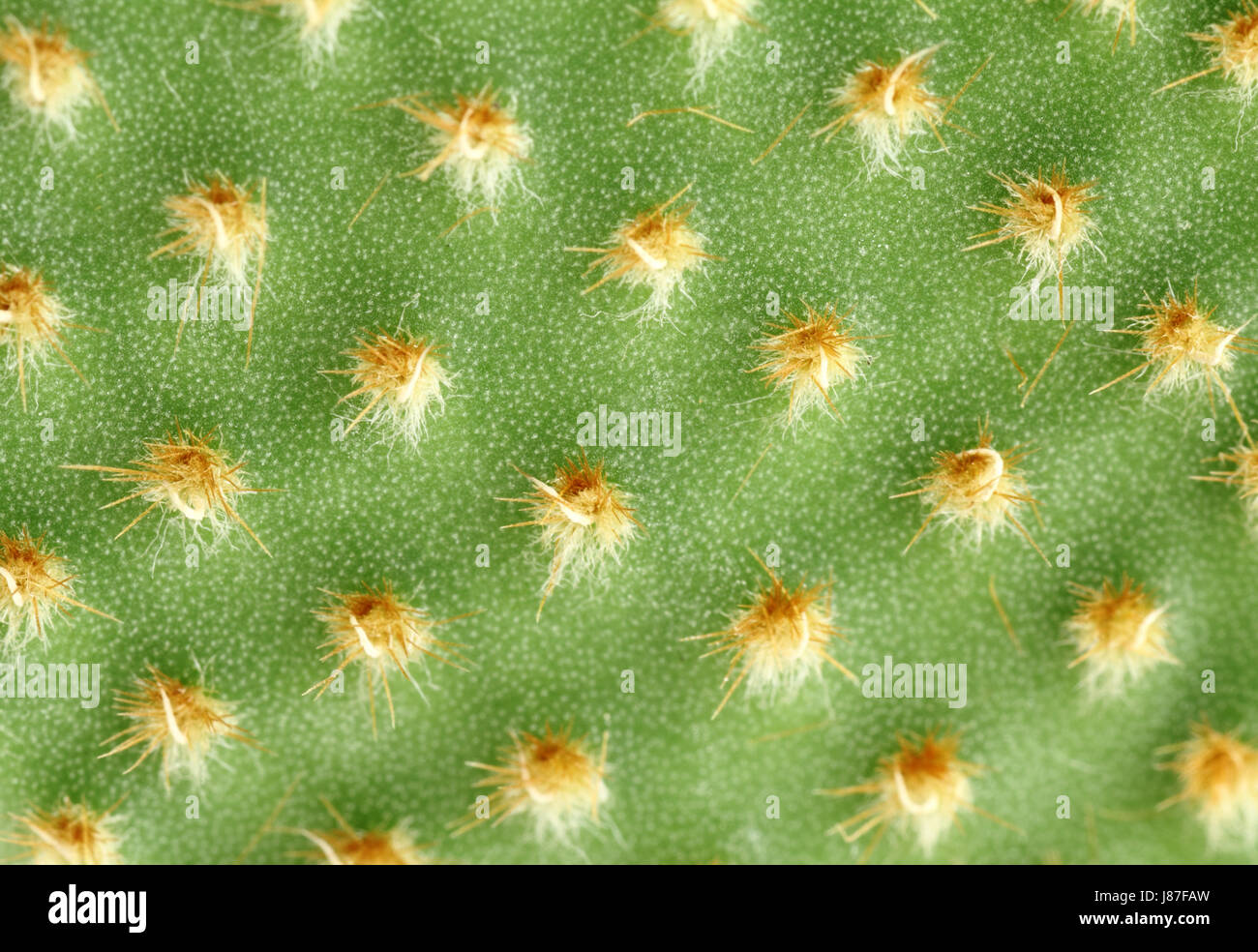 flower, plant, botany, prickle, sting, cactus, macro, close-up, macro ...
