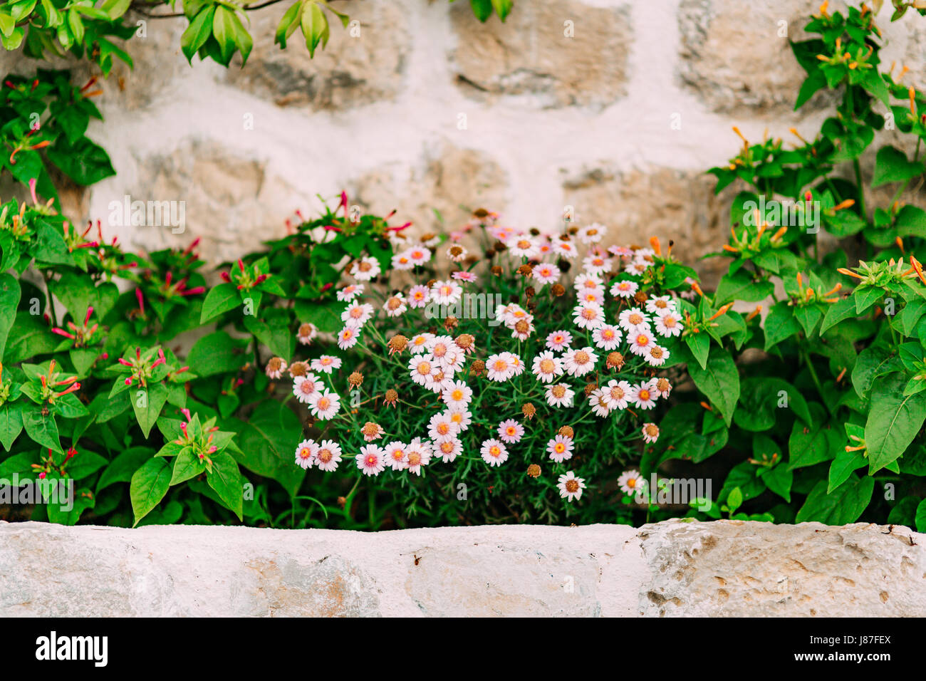 Mirabilis jalapa red and white and pink hi-res stock photography and ...