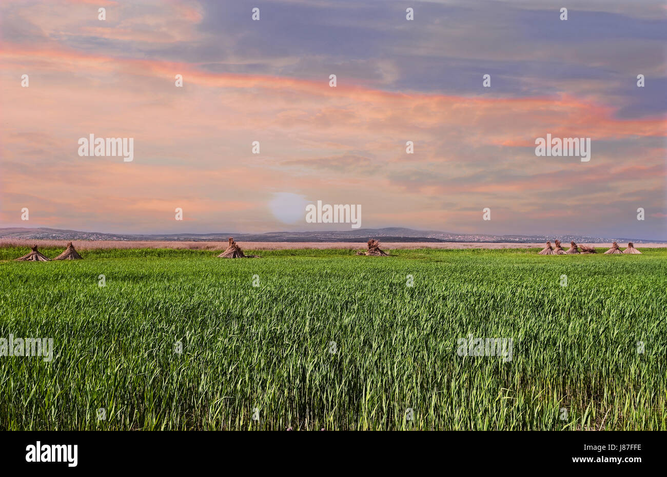 Field of reed hi-res stock photography and images - Alamy
