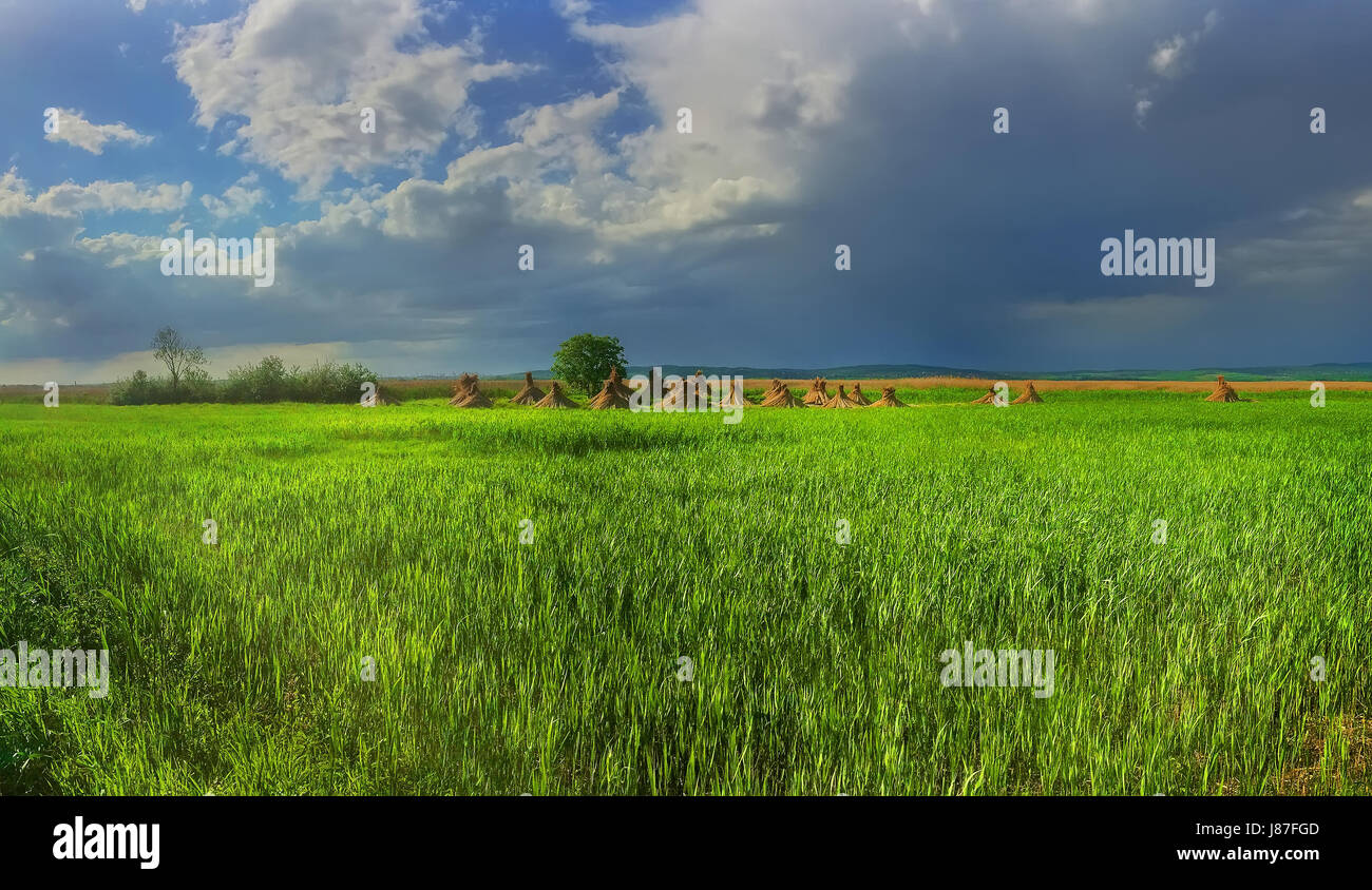 Reed field sunset hi-res stock photography and images - Alamy