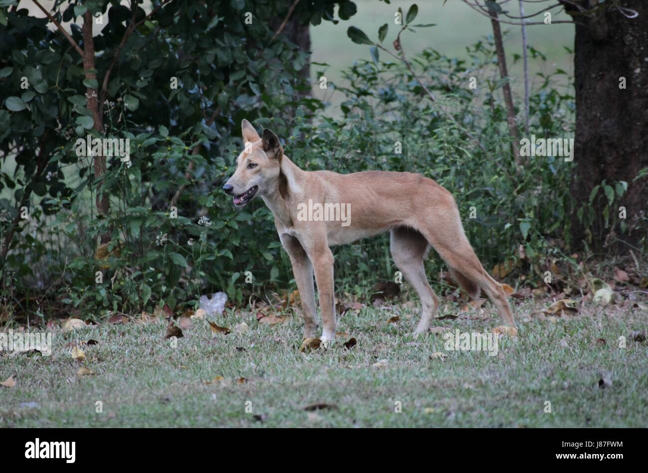 protected, sheltered, national park, australia, cockatoo, periled ...