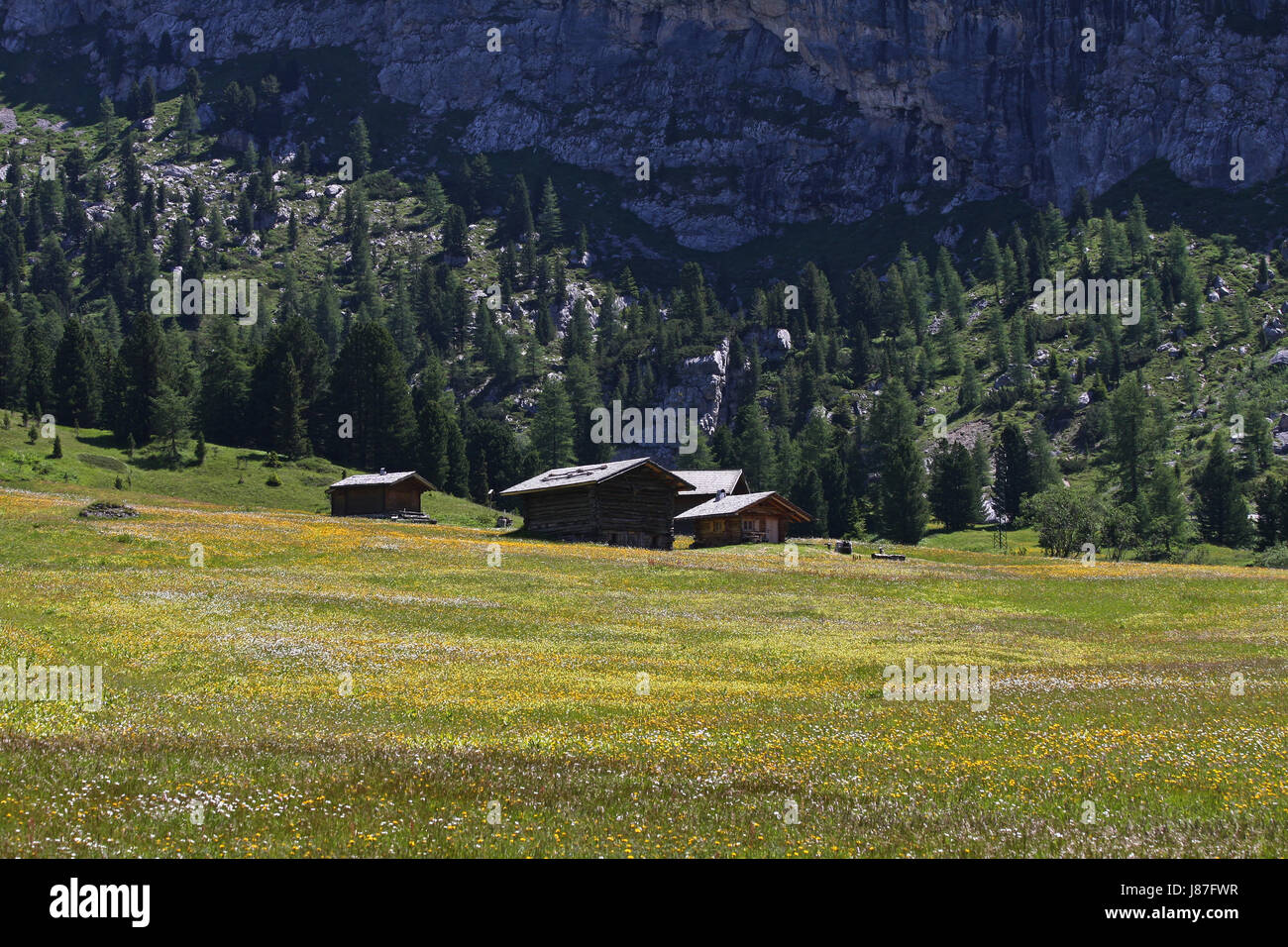 bloom, blossom, flourish, flourishing, alps, flower, flowers, plant ...