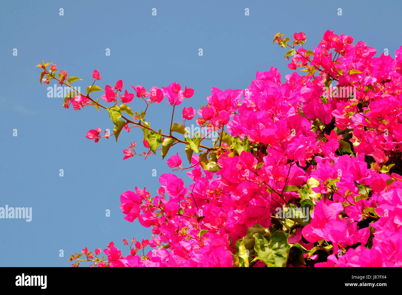 leaf, tree, flower, plant, shrub, thorn, spine, creeper, blue, purple ...