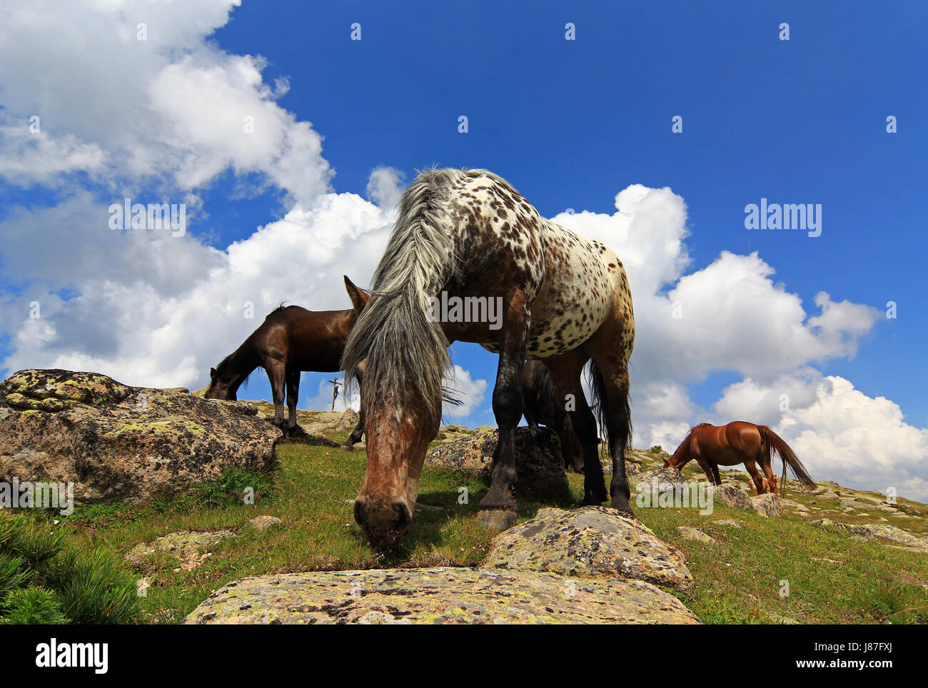 mountains, horse, animal, animals, summit, horses, climax, peak, browse ...