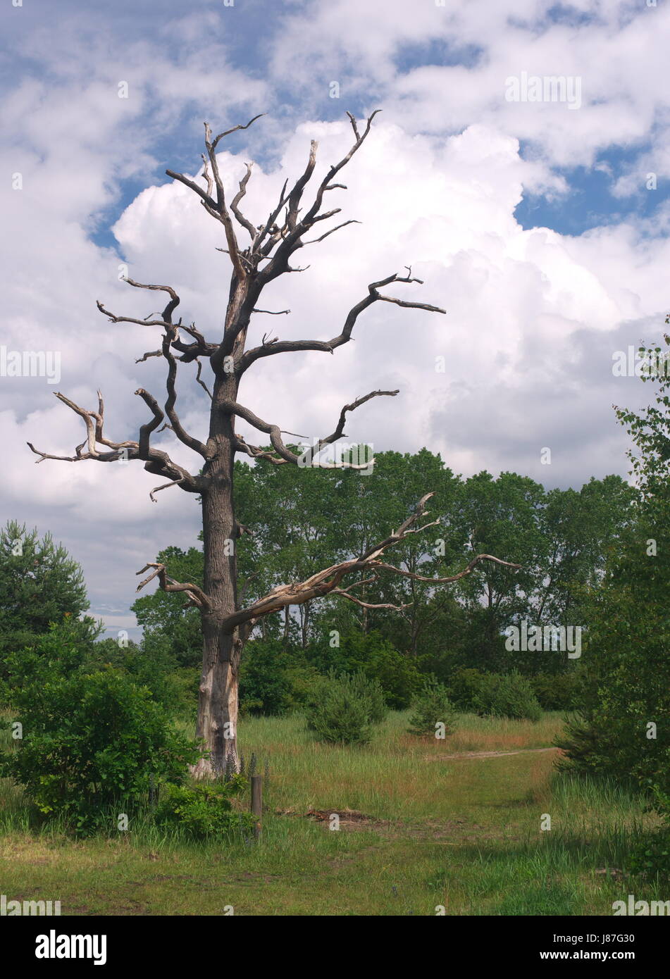 circulation, conservation of nature, life time, life cycle, dead, death ...