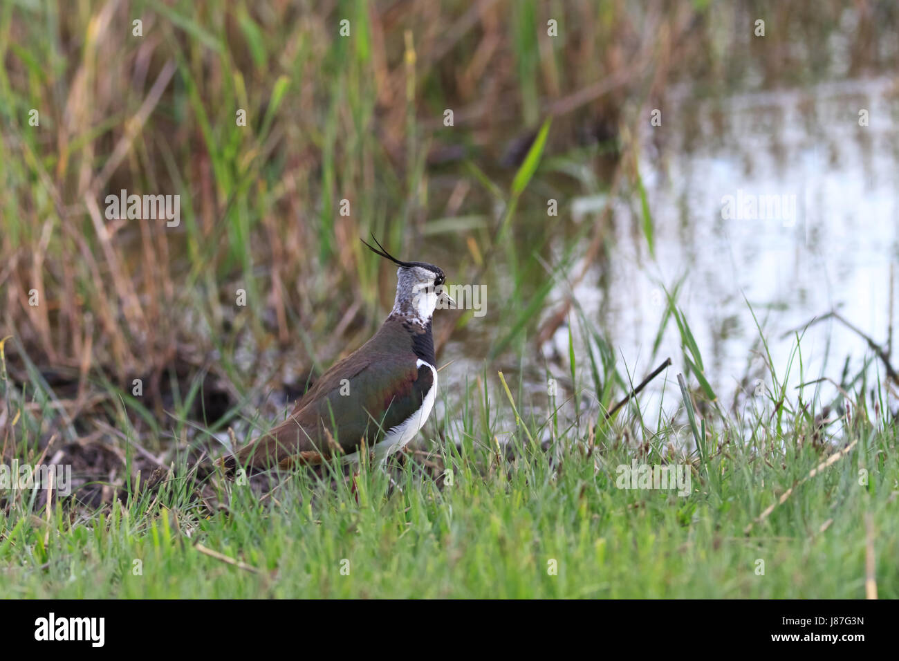 animal, bird, wild, adult, wildlife, plumage, adults, romania, feather ...