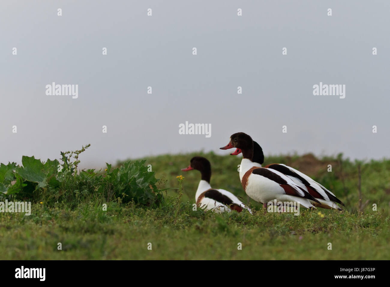 wild, animals, birds, standing, danube, duck, wildlife, common, romania ...