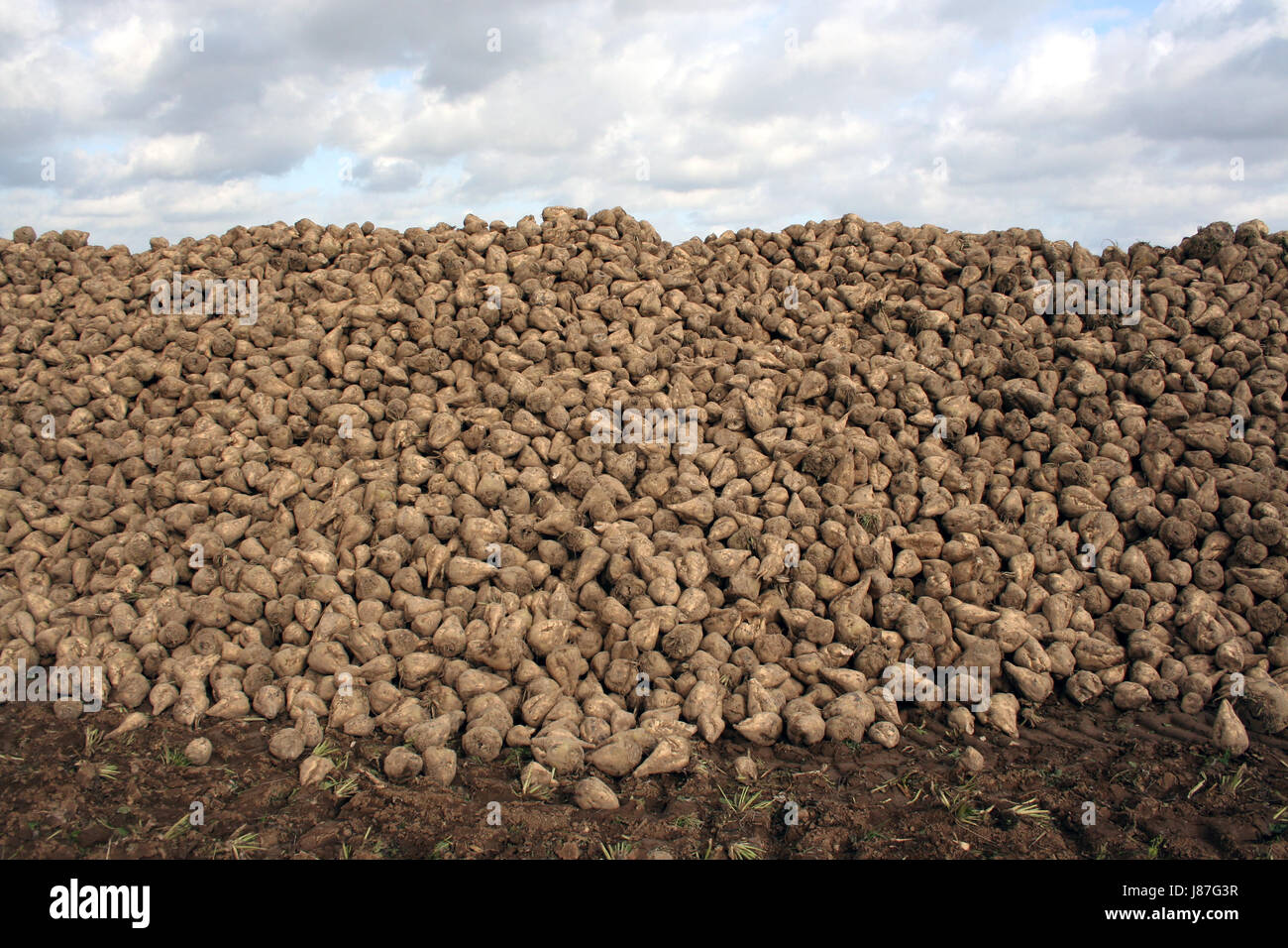 agriculture, farming, useful plant, beets, beet-harvest, heap, pile ...