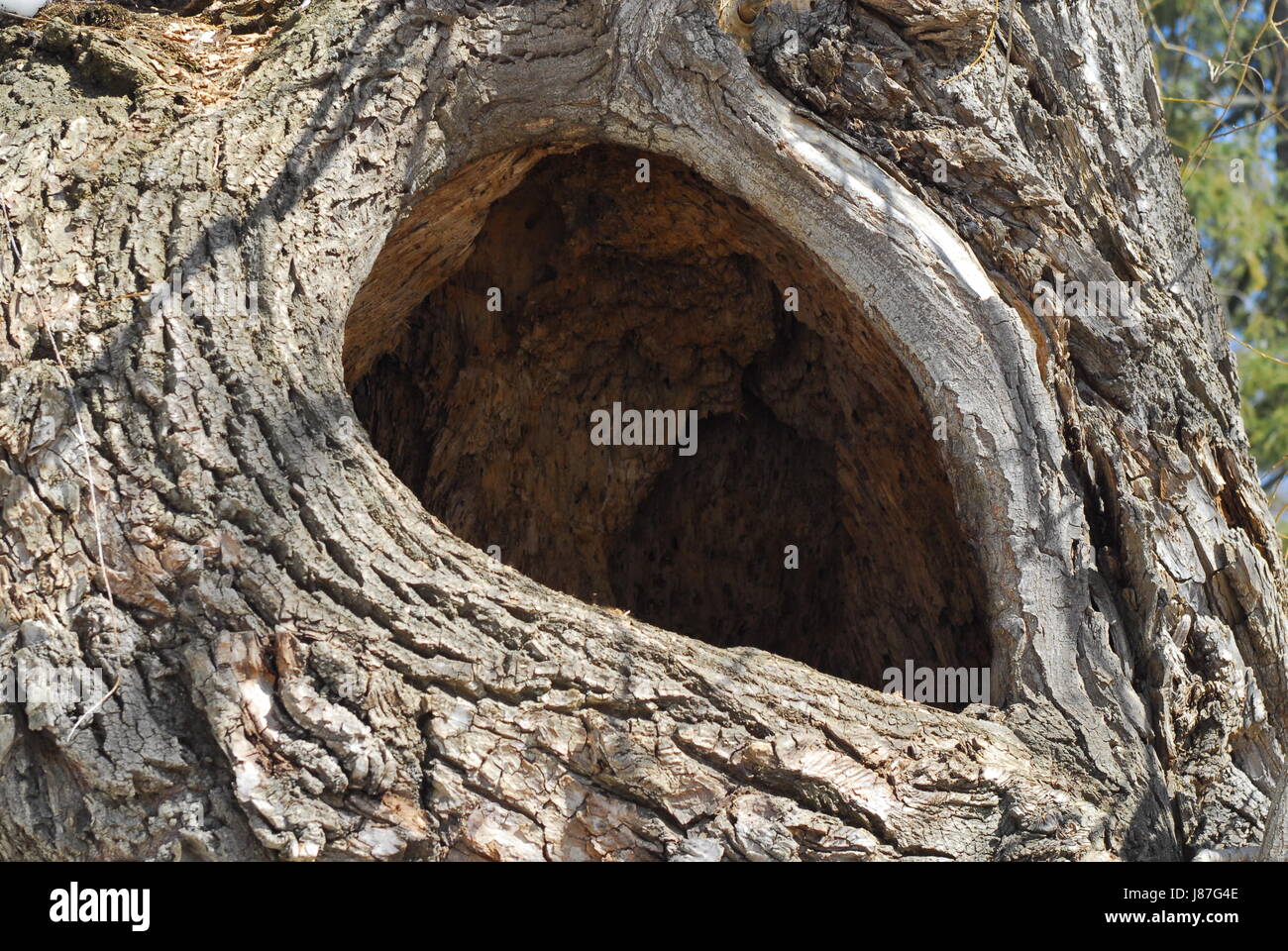 big, large, enormous, extreme, powerful, imposing, immense, relevant ...