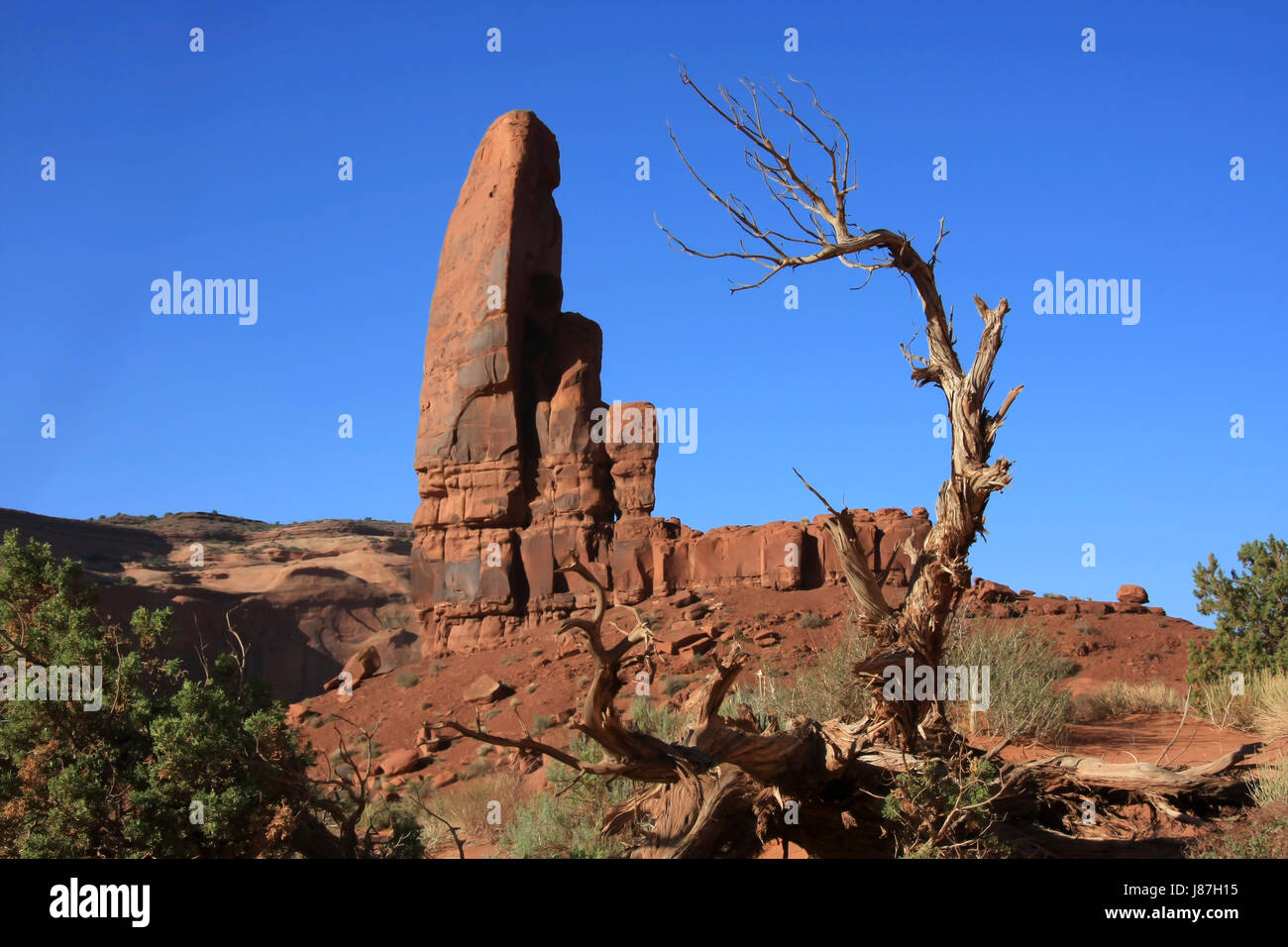 tree and stone Stock Photo - Alamy