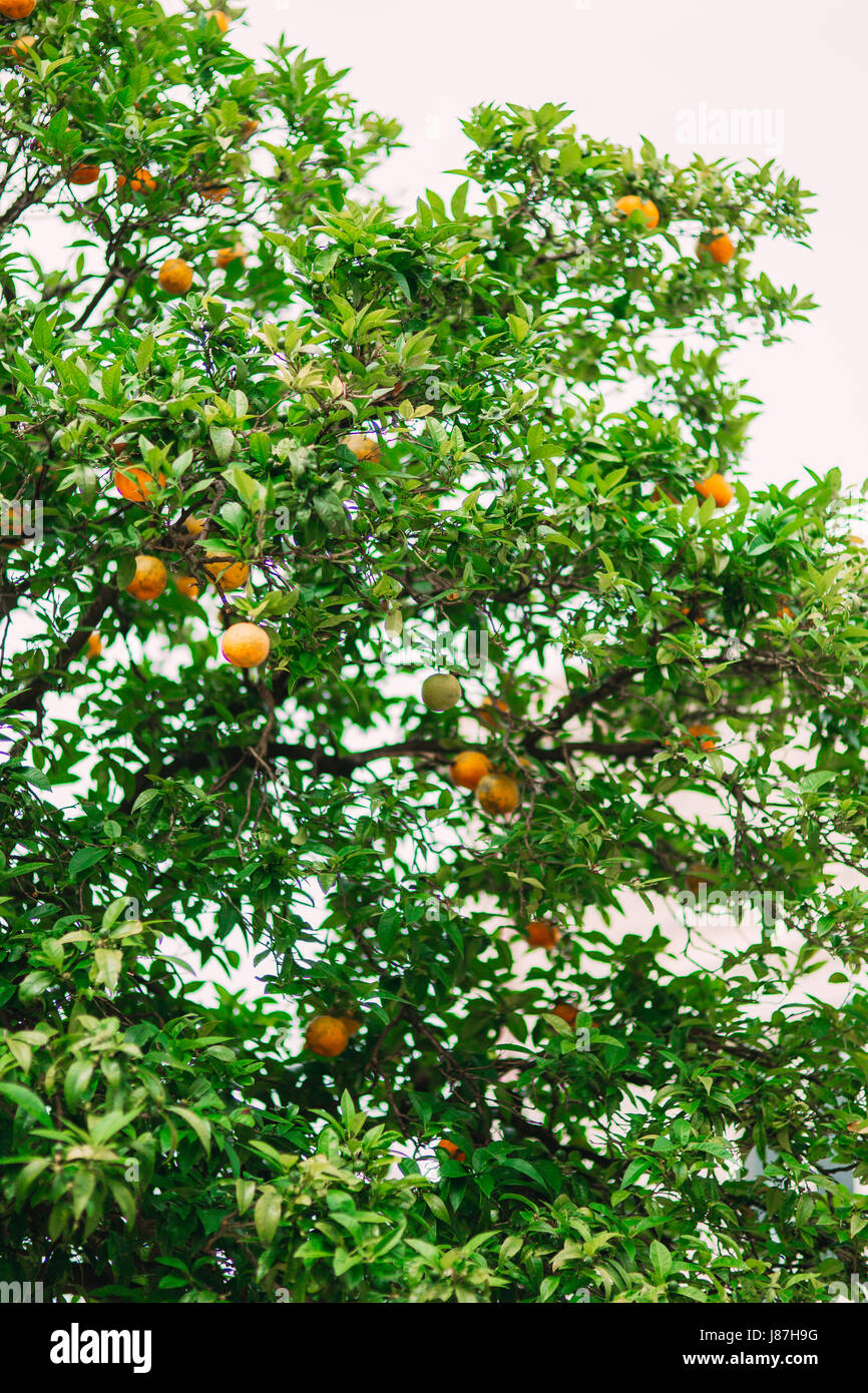 Orange tree. Close up shot of orange fruit on a tree branch Stock Photo ...