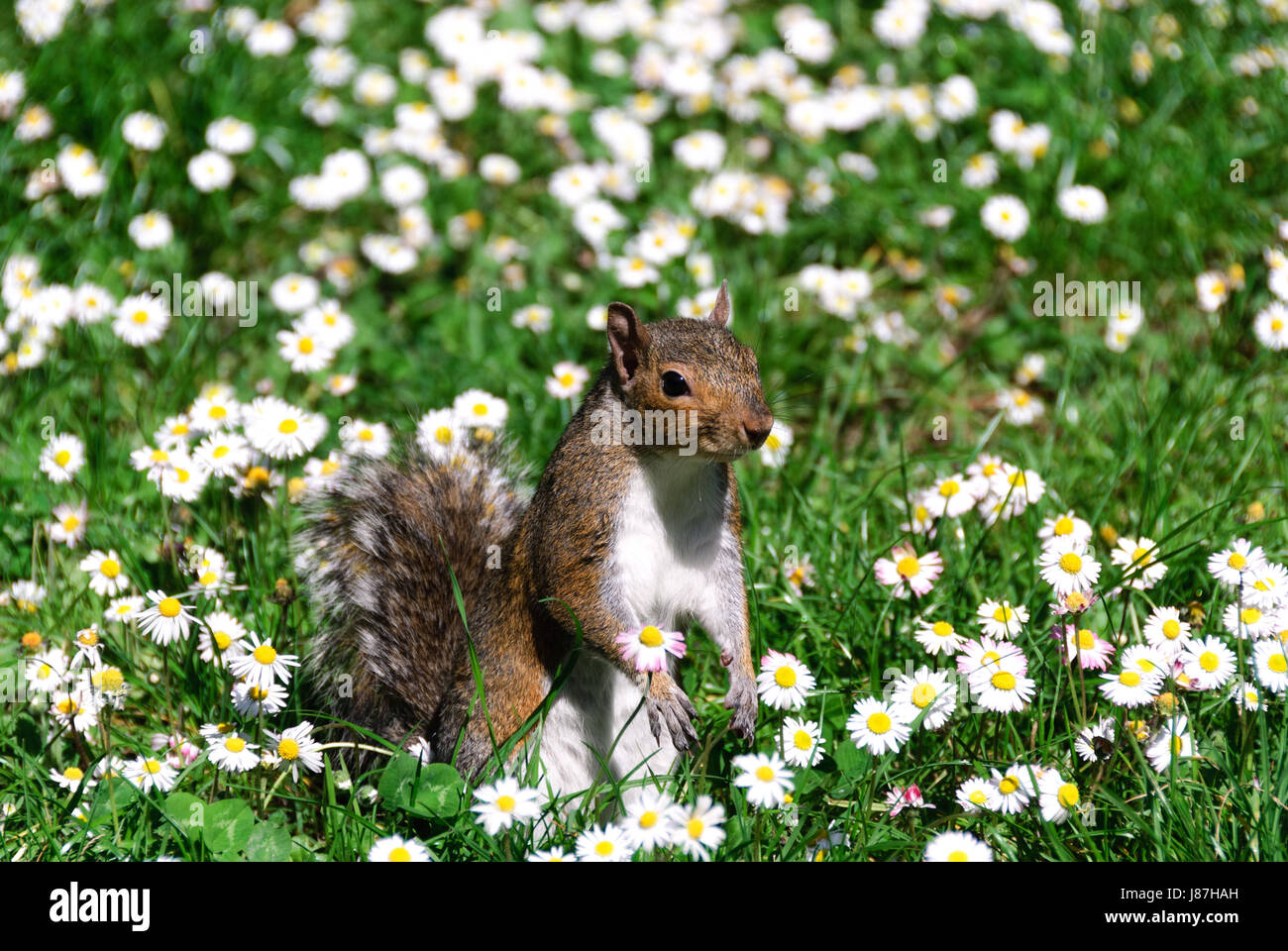animal, rodent, spring, bouncing, bounces, hop, skipping, frisks ...