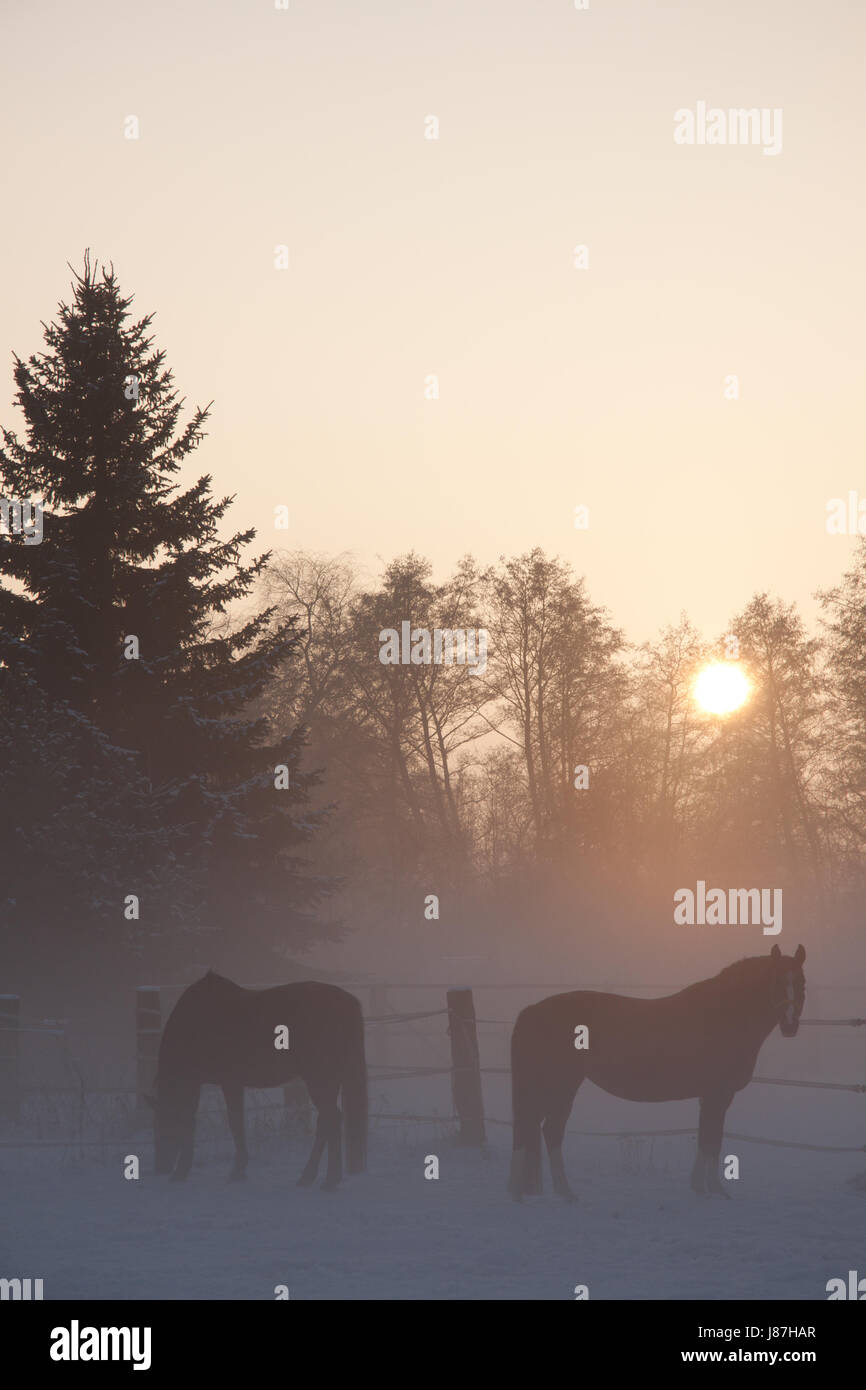 horses in the winter paddock Stock Photo - Alamy