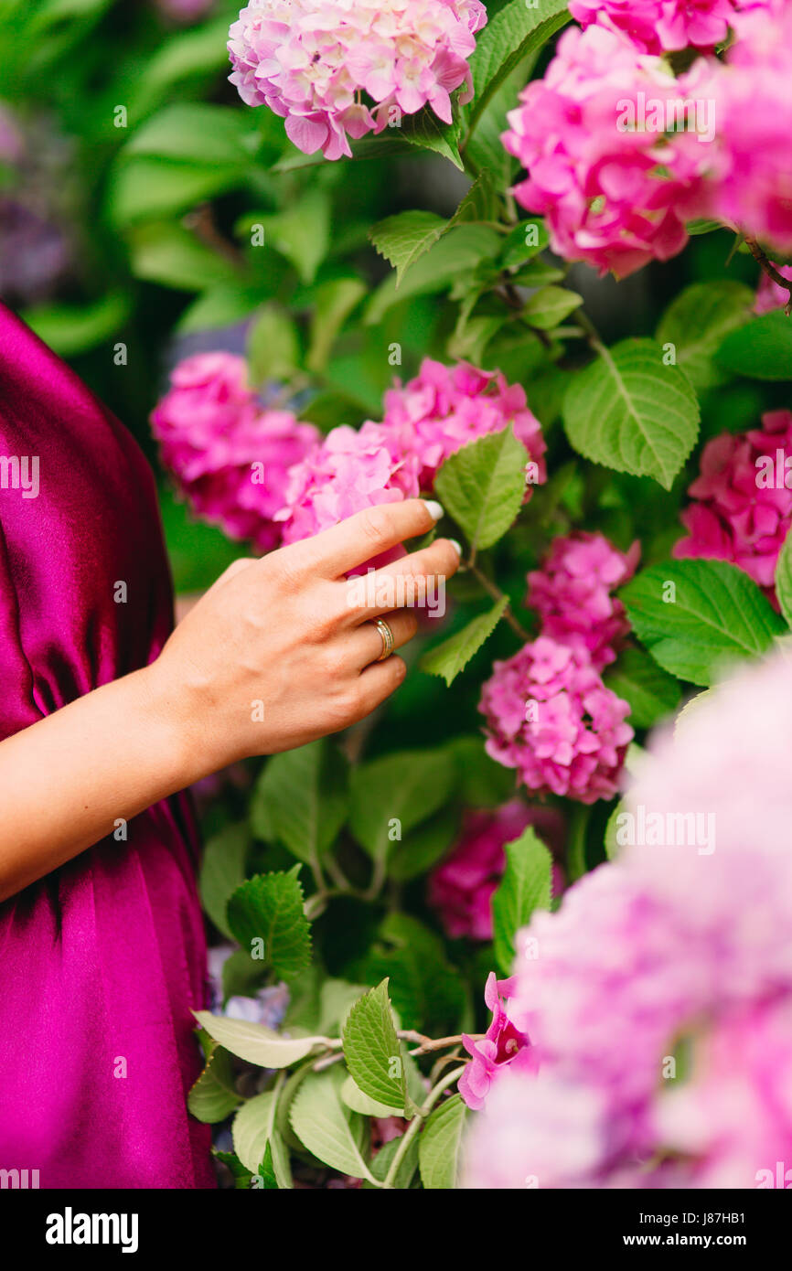 Pink flowers hydrangeas in female hands. Large hydrangea bushes in the ...