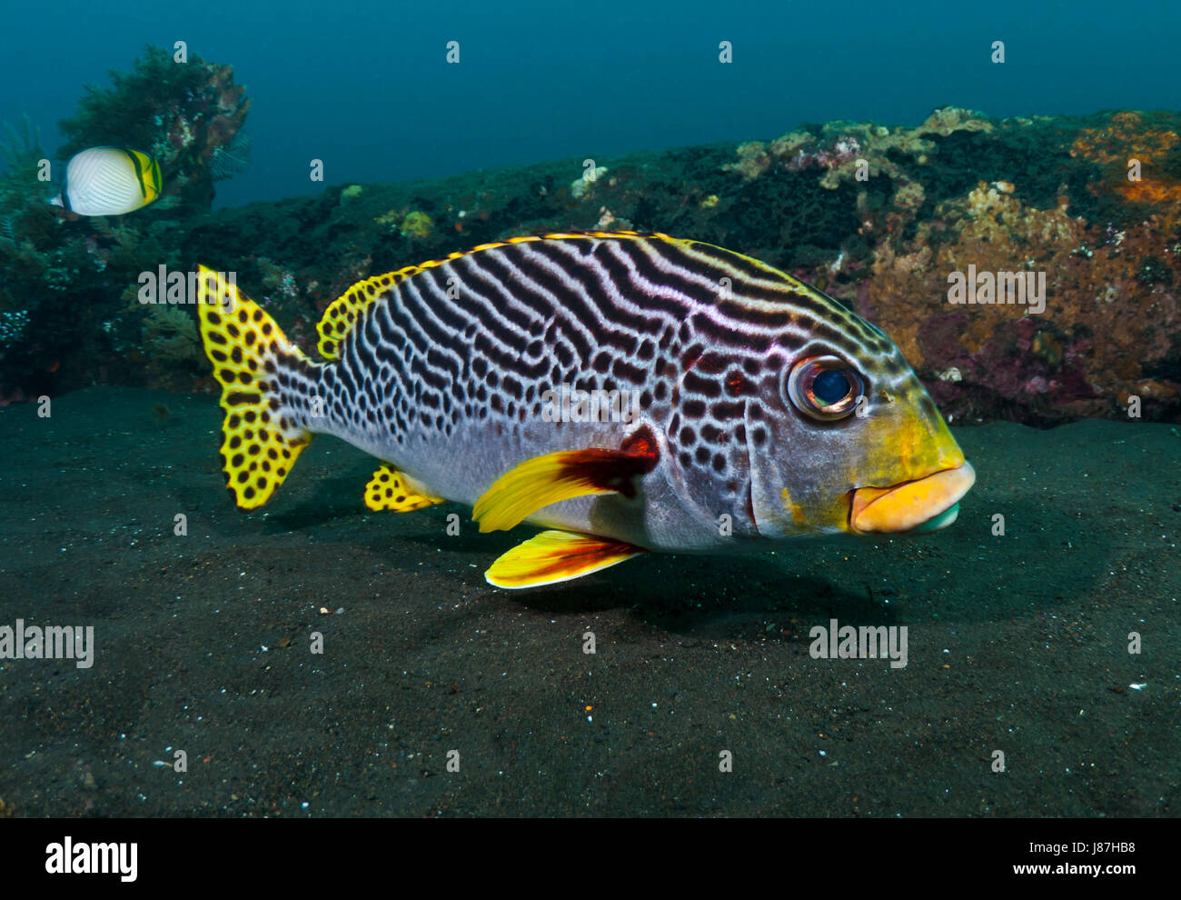 asia, animals, bali, indonesia, fish, underwater, wildlife, tropical ...