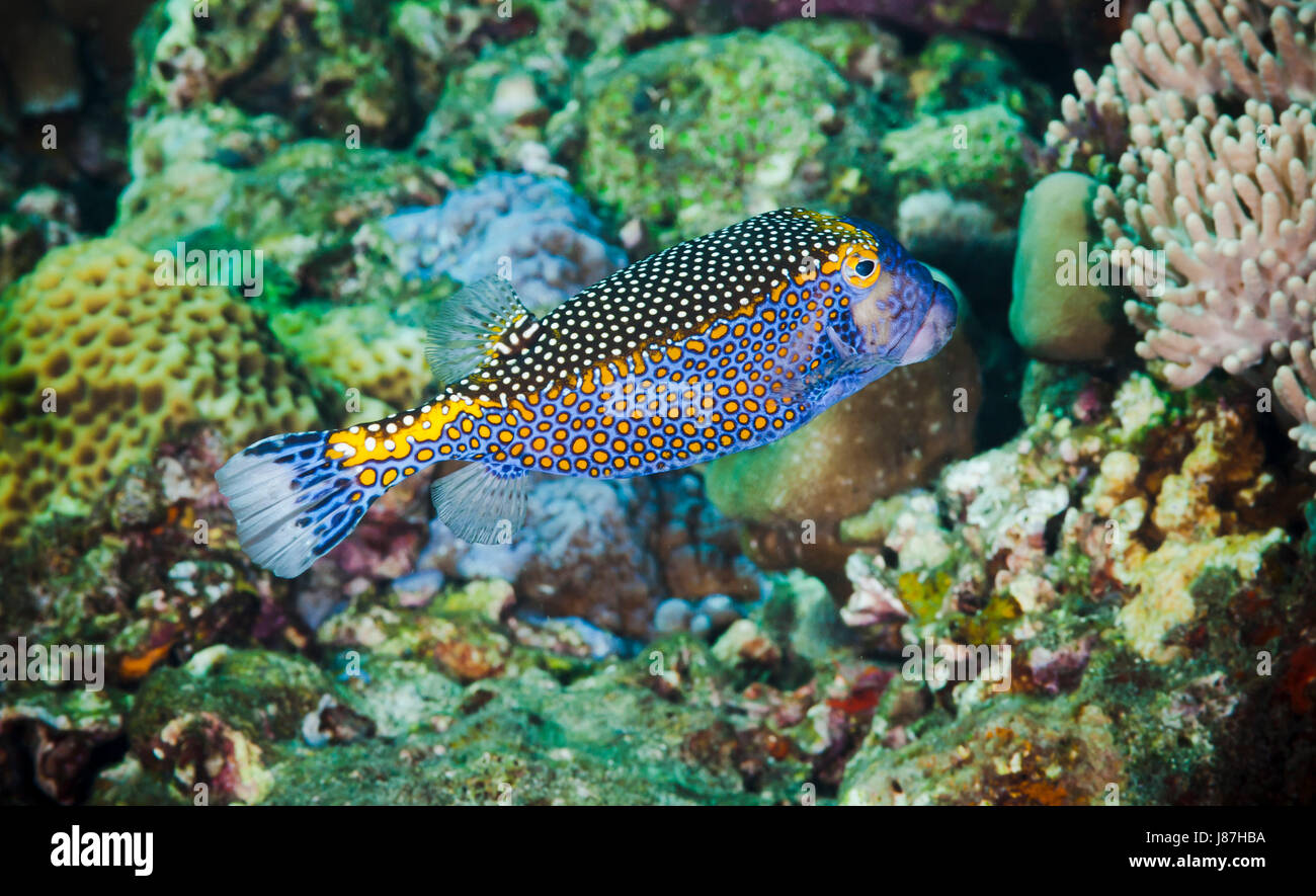 Blue spotted boxfish hi-res stock photography and images - Alamy