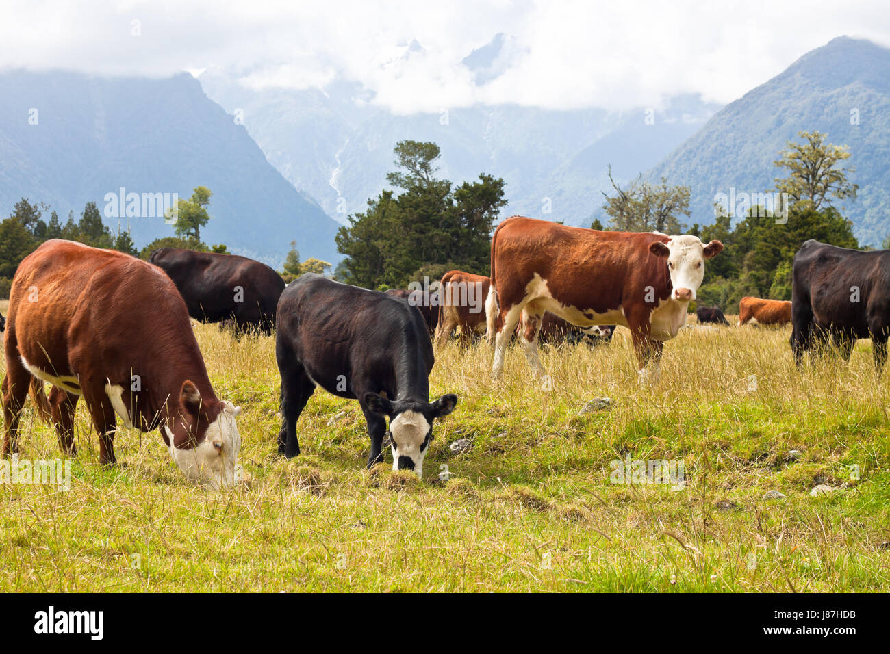 animals, agriculture, farming, new zealand, cow, livestock, farm, cows ...