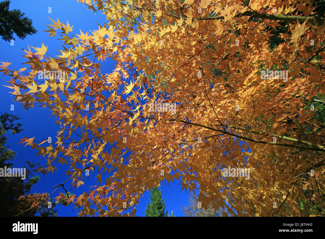 tree, coloured, colourful, gorgeous, multifarious, richly coloured ...