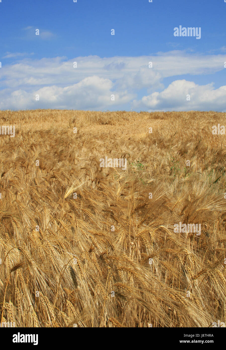 Famine field hi-res stock photography and images - Alamy