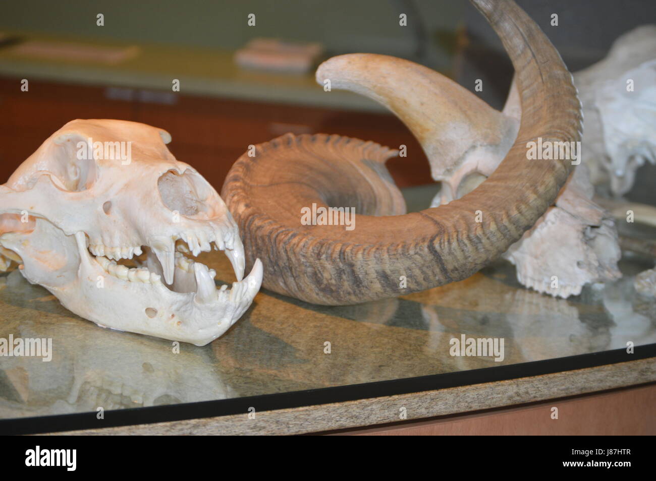 Skulls and Horns Stock Photo - Alamy