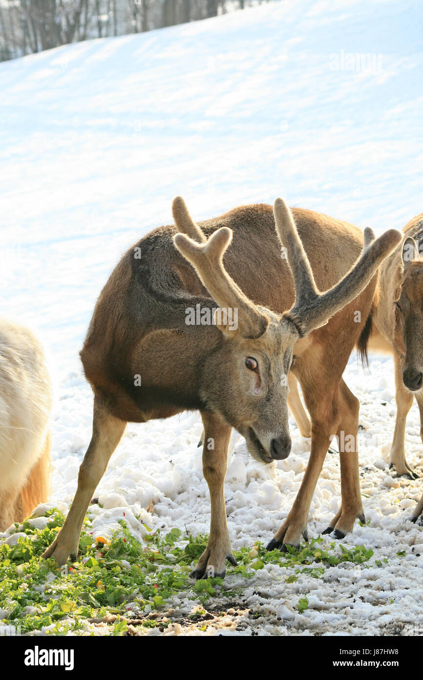 winter, hunger, to gorge, engulf, devour, snow, hart, stag, fodder ...
