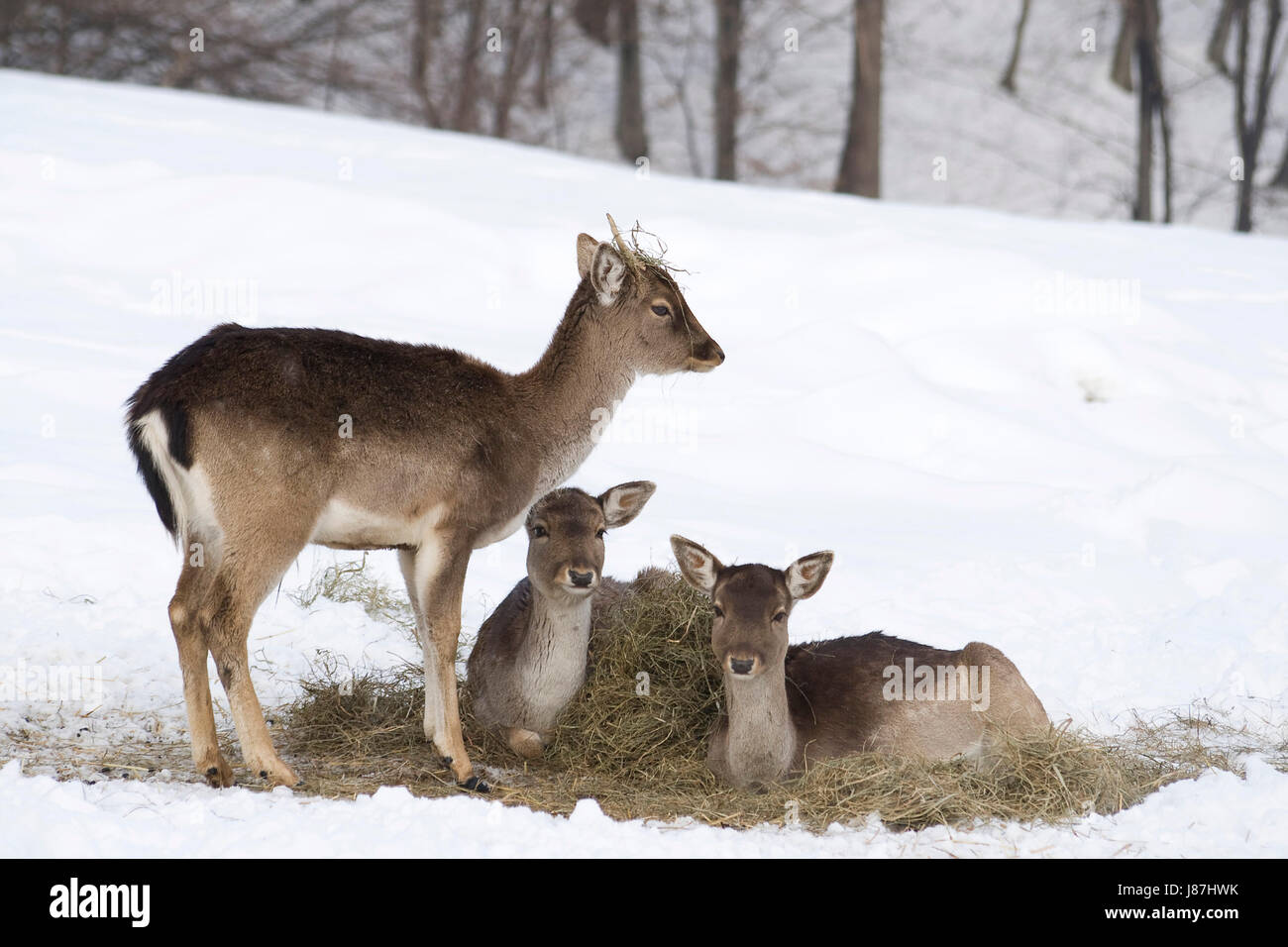 dammwild in winter Stock Photo - Alamy