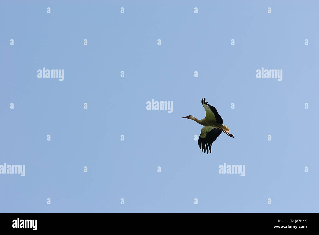 Stork migrant birds passage legs hi-res stock photography and images ...