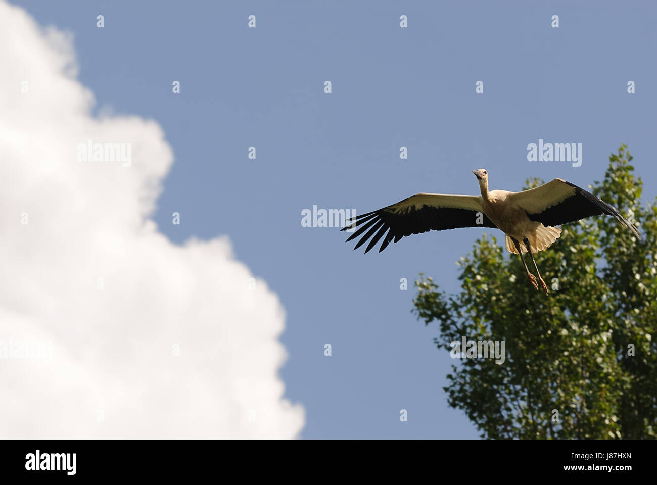 bird, birds, stork, storks, legs, blue, bird, eye, organ, black ...