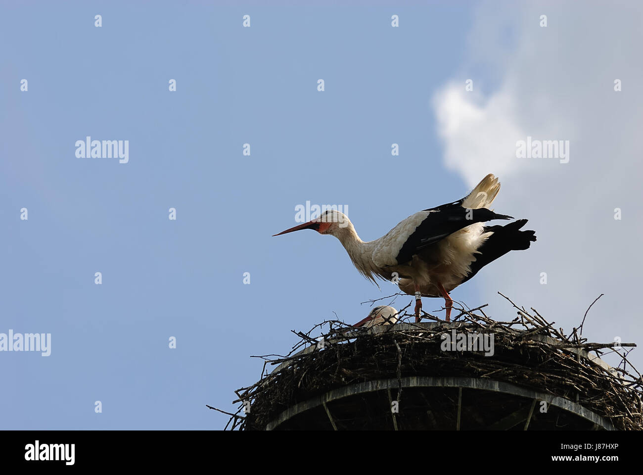 bird, birds, stork, storks, legs, blue, bird, eye, organ, black ...