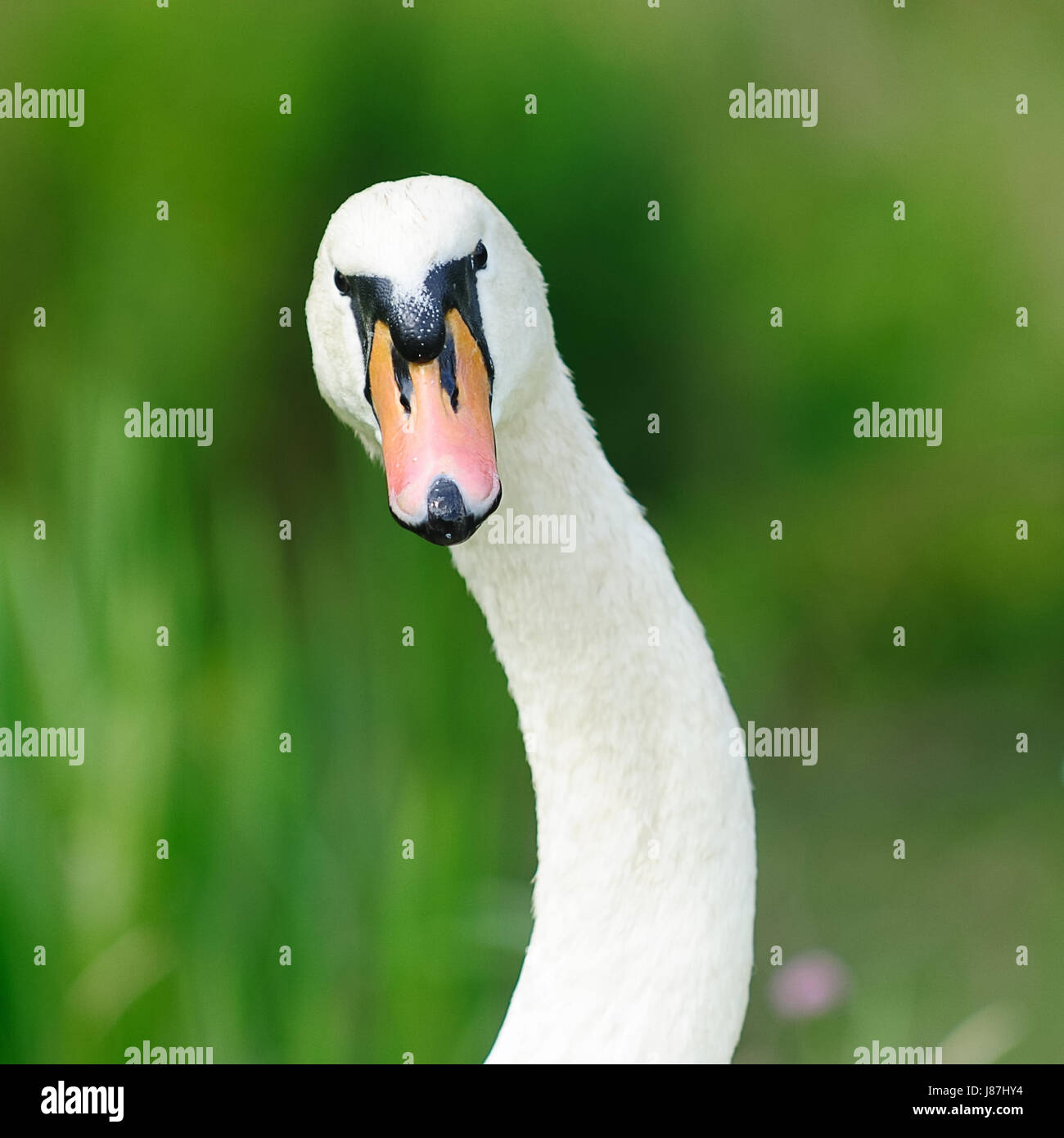 Gooseneck hi-res stock photography and images - Alamy