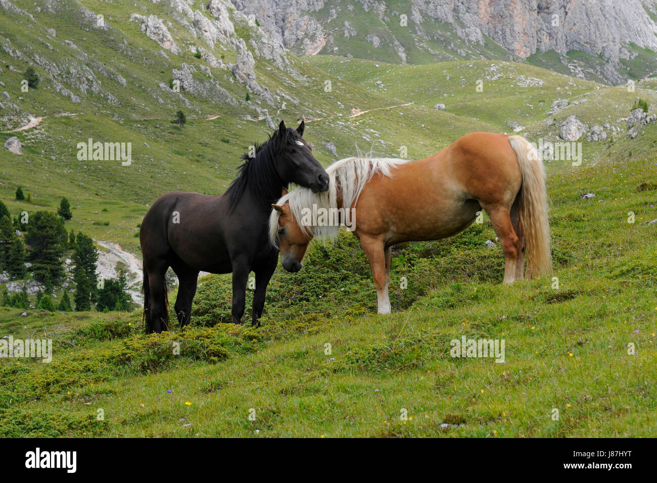 Haflinger cross hi-res stock photography and images - Alamy
