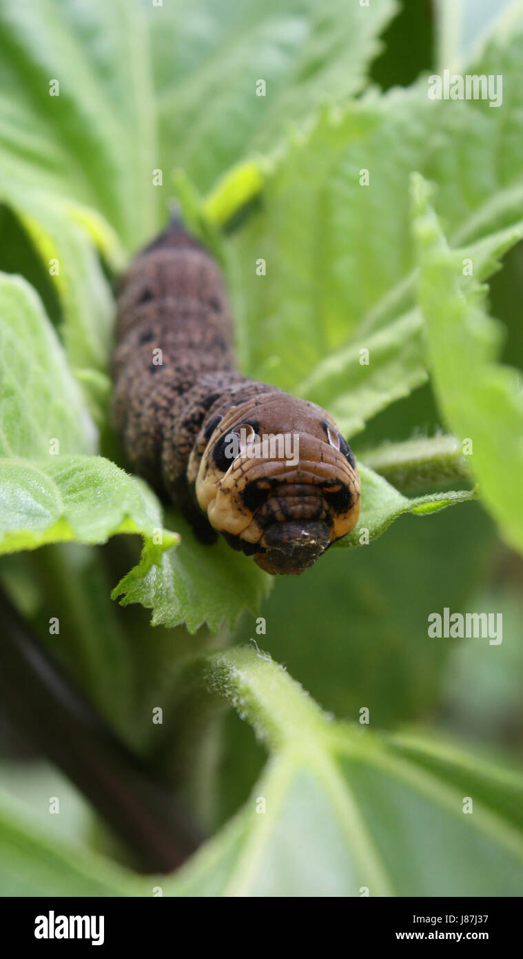 insect, caterpillar, pupate, insect, caterpillar, pupate, mittlerer ...