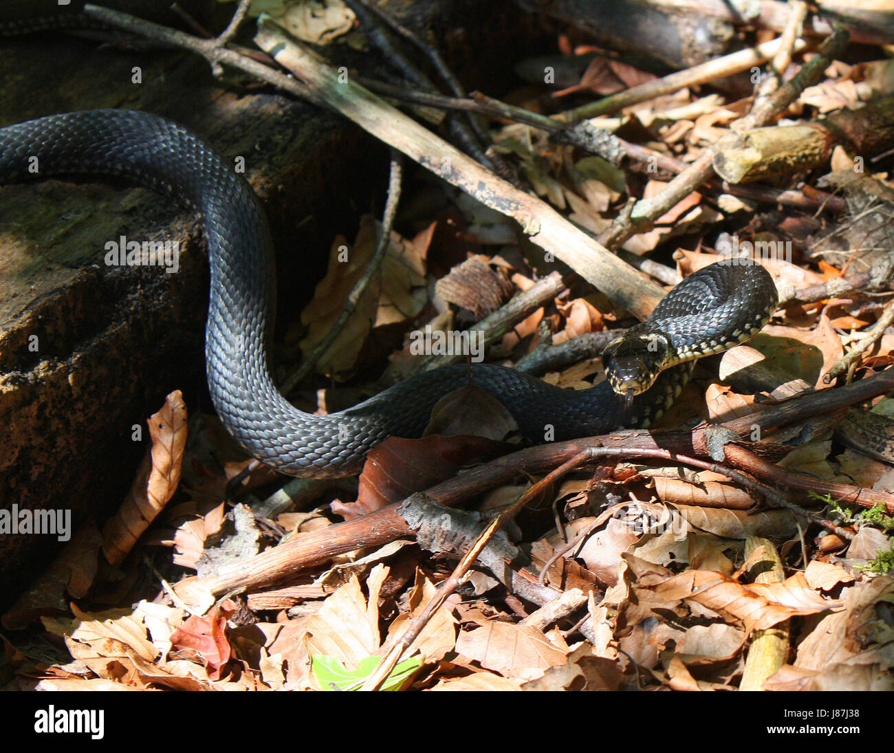 Beinlose echse hi-res stock photography and images - Alamy