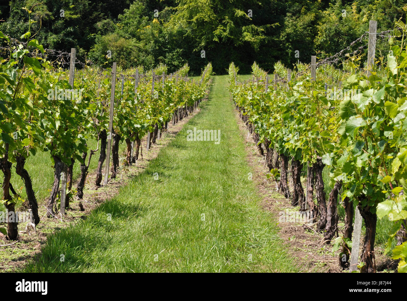 agriculture, farming, vineyard, wineyard, vine, grape vine, grape-vine ...
