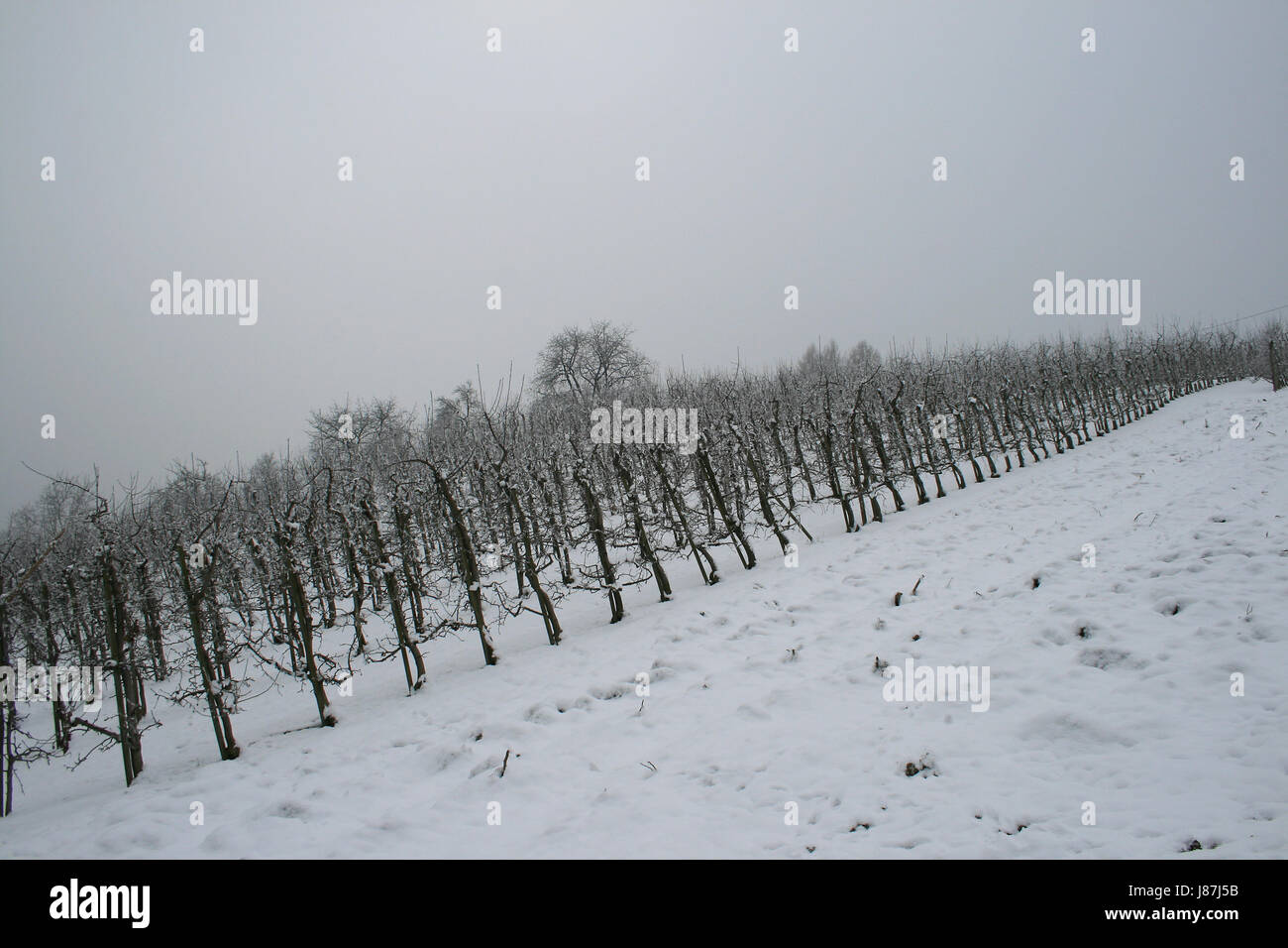 tree, winter, snow, weather, environment, enviroment, tree, winter ...