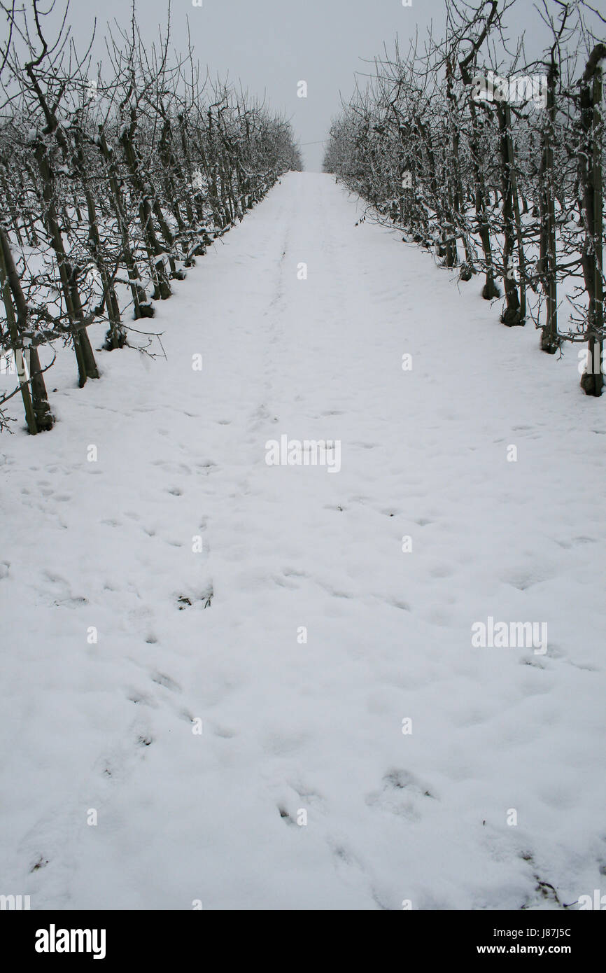 tree, winter, snow, weather, environment, enviroment, tree, winter ...