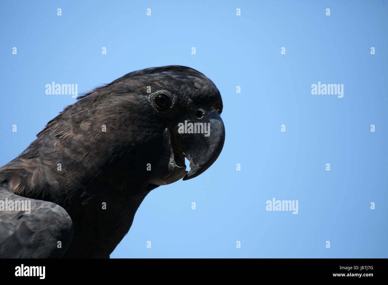 black man, cockatoo, australia, rabenkakadu, calyptorhynchus, black ...