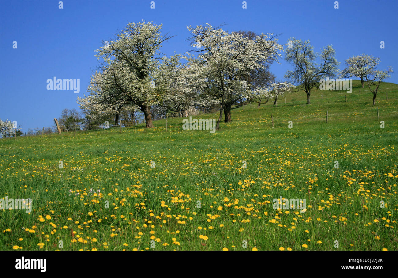 tree, flower, plant, spring, meadow, blue, bucolic, tree, bloom ...