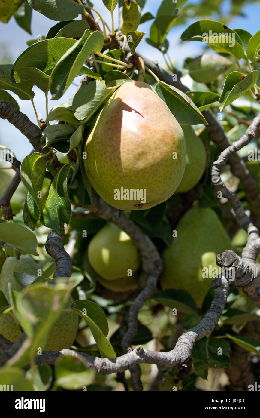 food, aliment, vitamins, vitamines, tree, garden, leaves, agriculture ...