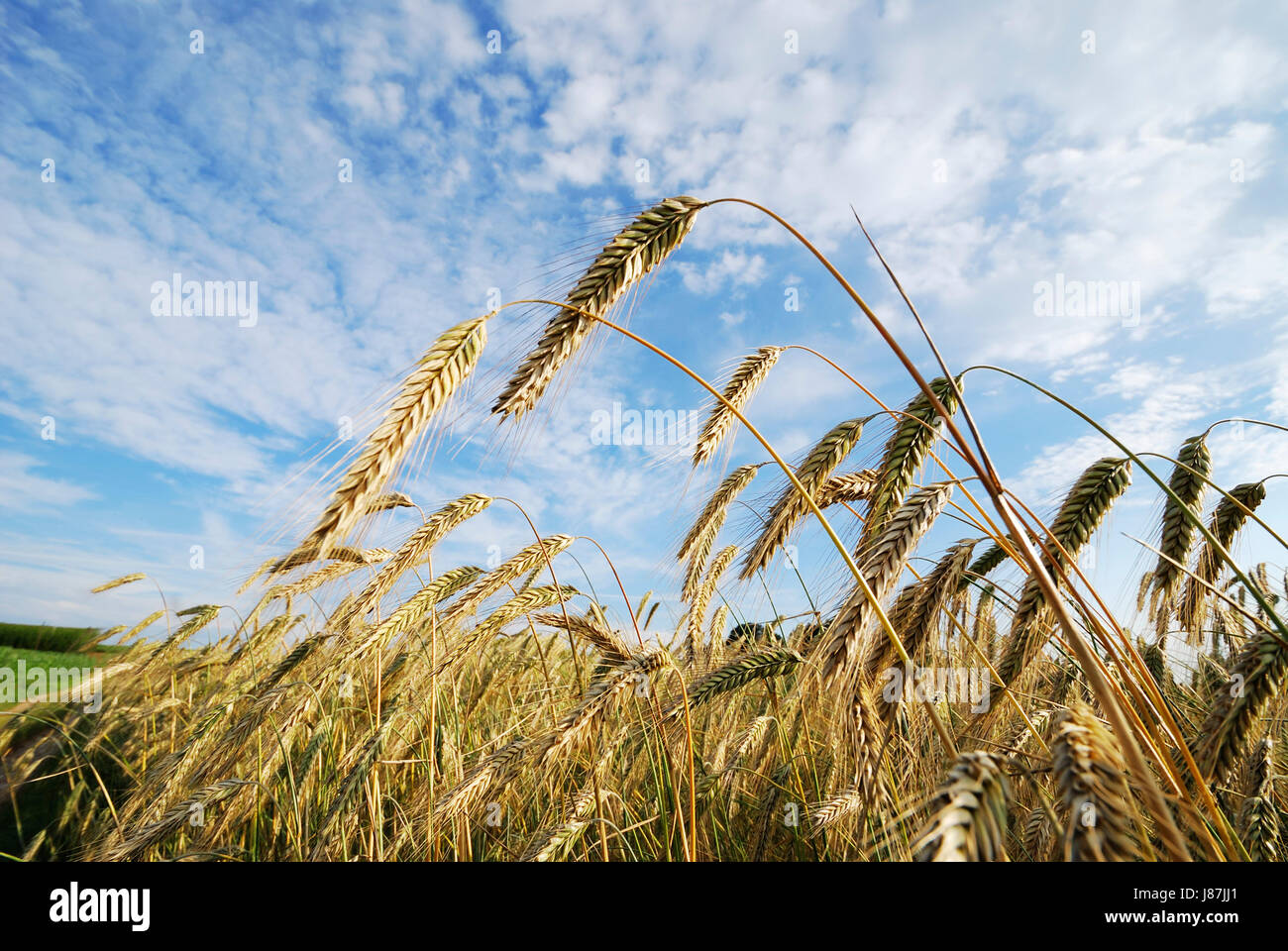 agricultural, agriculture, farming, field, grain, wheat, corn, growth ...