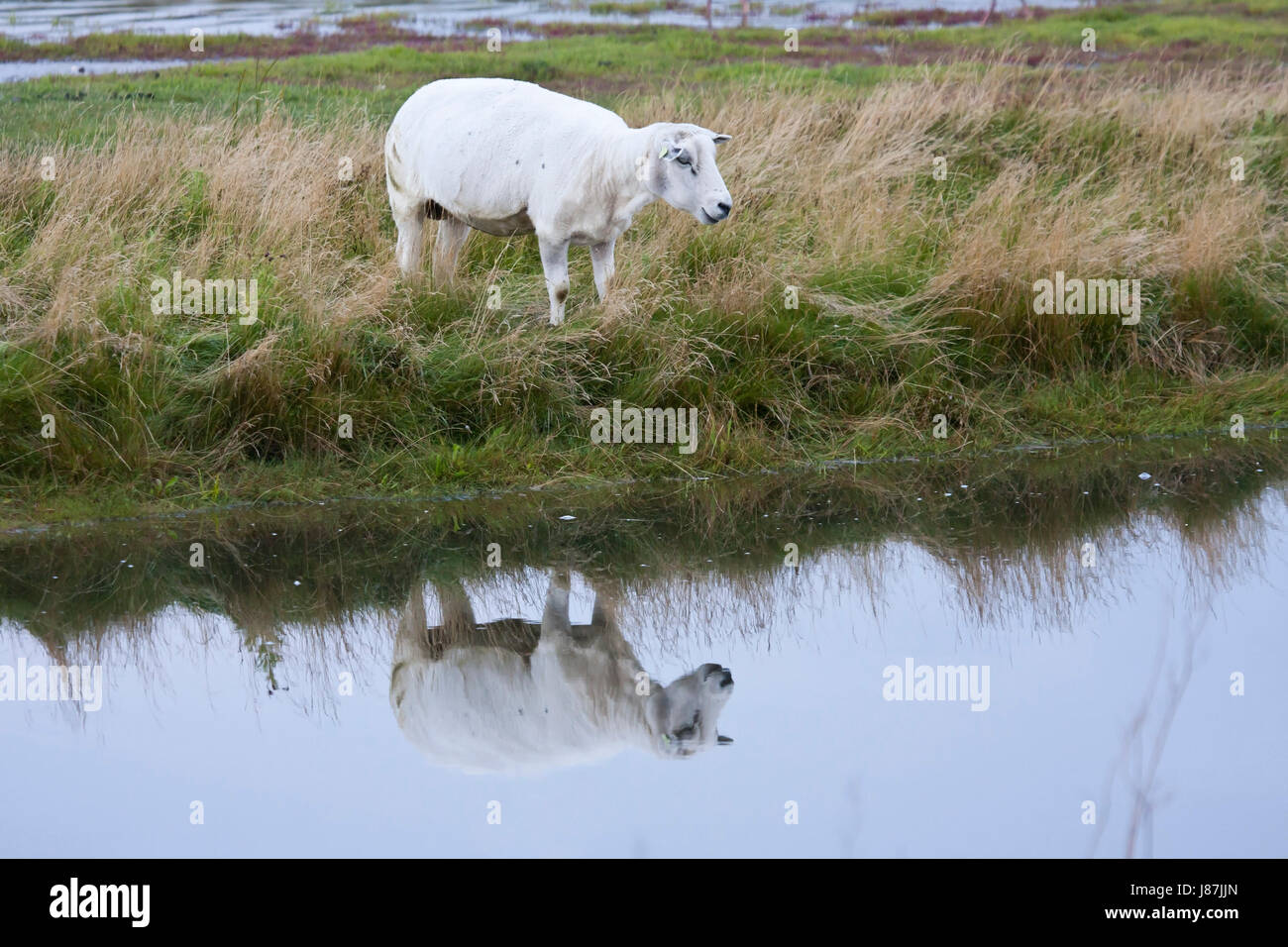 sheep, mirroring, reflection, mirror, graze, stand, sheep, mirroring ...