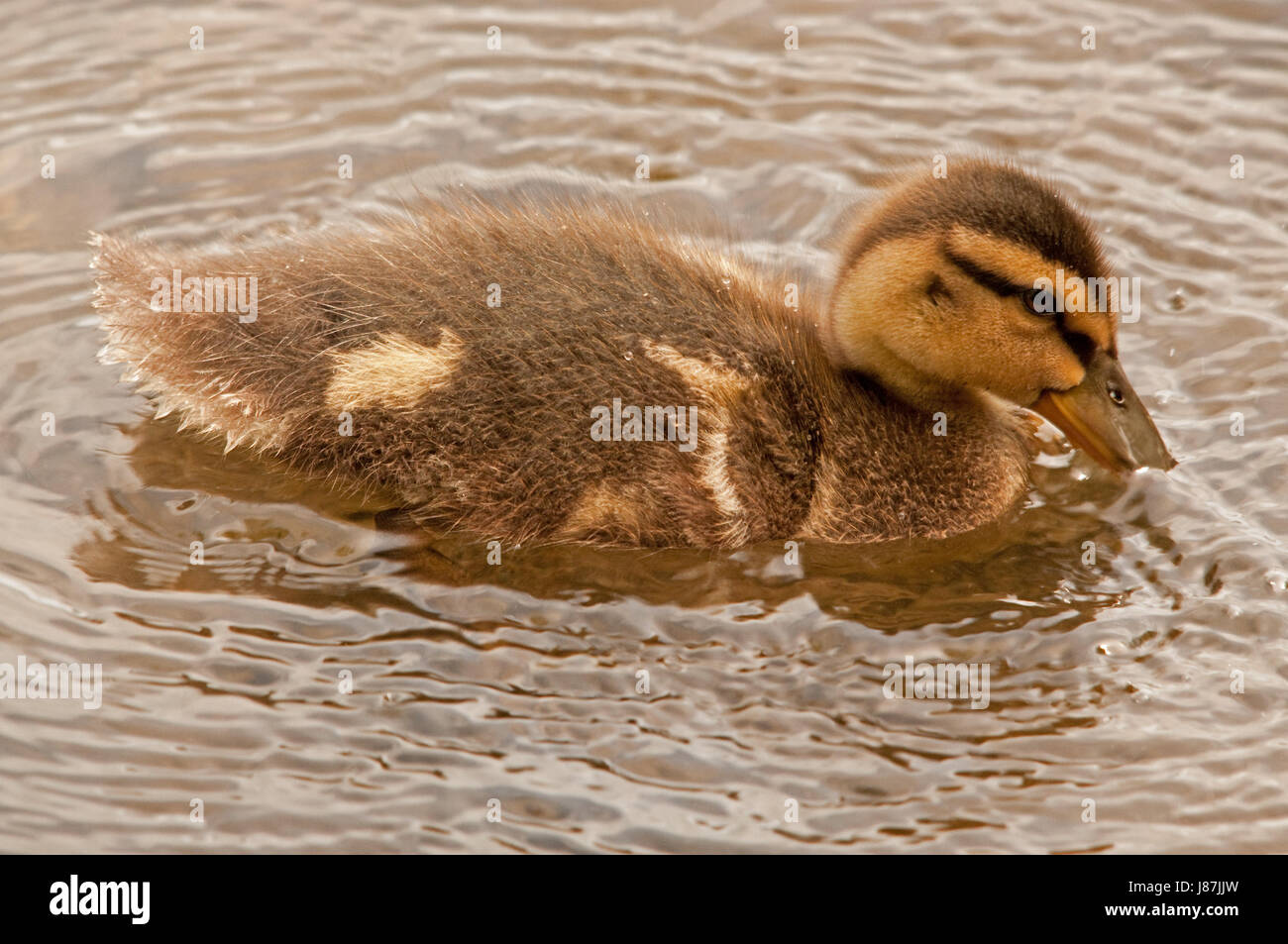 Scotland ripples duck hi-res stock photography and images - Alamy